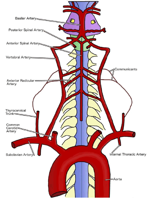 Cardiovascular Research Cervical Spinal Cord Hot Sex Picture
