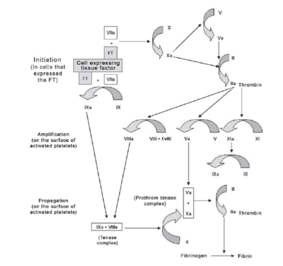 Dental-Coagulation-cascade
