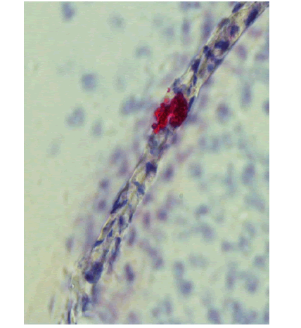 veterinary-science-medical-diagnosis-spirochete