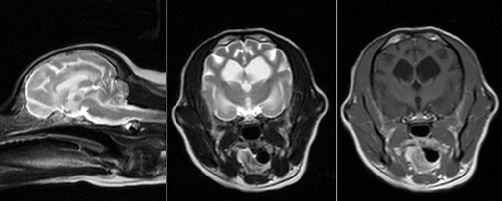 August | 2017 | Journal of Veterinary Science Medical Diagnosis